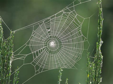 Spider Web Wallpaper 1920x1080