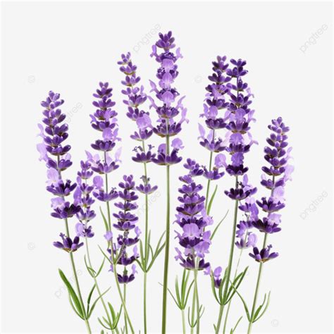 Purple Lavender Background Lavender Purple Lavender Flowers Png