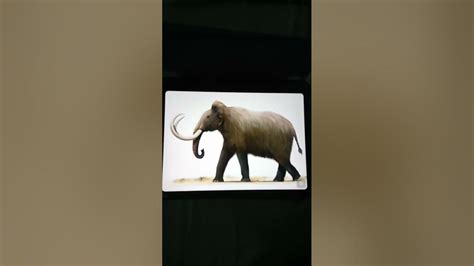 Woolly Mammoth Sound Effect Youtube