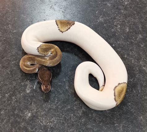 Mojave Pied Pos Het Hypo Ball Python By Boss Royals Darren Stares