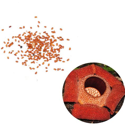 Rafflesia Seeds