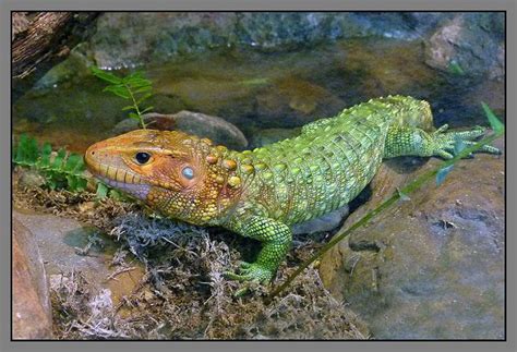Top 10 Northern Caiman Lizard Facts A Water Loving Lizard Artofit