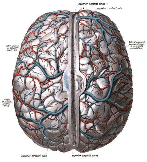 Superior Cerebral Veins Alchetron The Free Social Encyclopedia