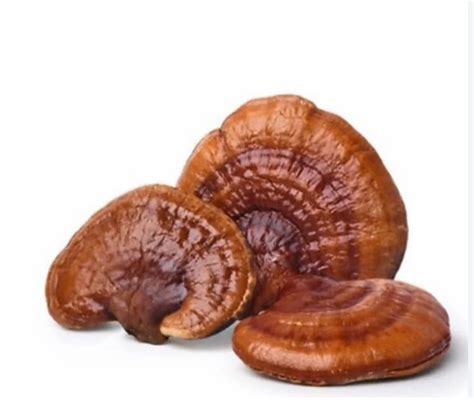 Ganoderma Mushroom 1 Kg At ₹ 3100kg In Barwala Id 2857271621891