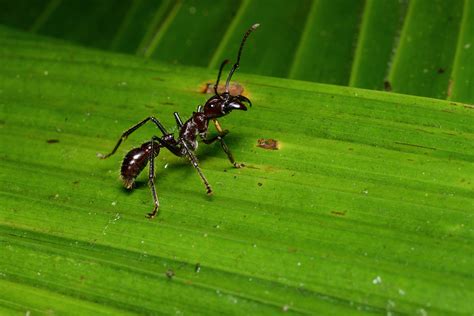 20 Tipos De Hormigas Especies Características Y Fotos