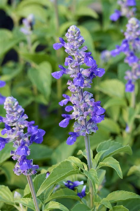 Mystic Spires Blue Salvia Salvia X Balsalmisp Pp 18 054 Monrovia Plant