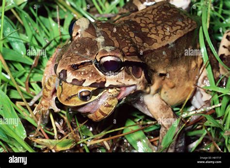 Smokey Jungle Frog Leptodactylus Pentadactylus Predating Masked