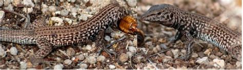 17 Whiptail Lizards In The United States Id Guide Bird Watching Hq