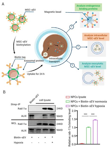 Streptavidin Biotin System Medchemexpress
