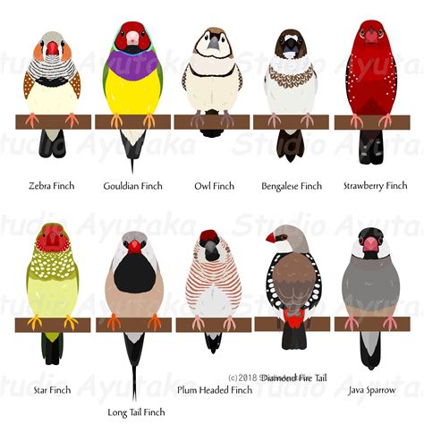 10 Pet Finches Bundle Ai Pdf Png Etsy