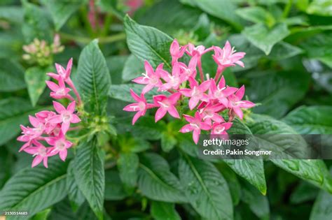 Pink Color Pentas Lanceolata Also Called Egyptian Star Clusters Or Star