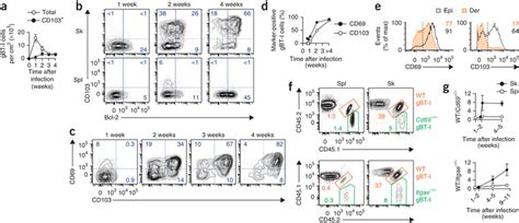 Cd103 And Cd69 Regulate The Lodgement And Persistence Of Trm Cells A