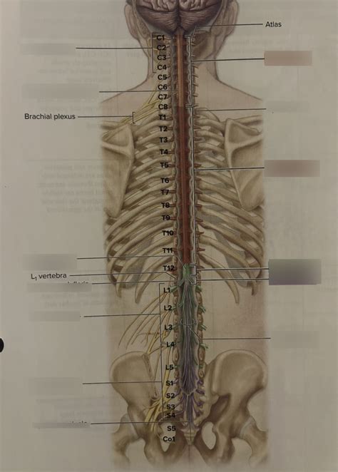 Spinal Cord Nerves Diagram Quizlet