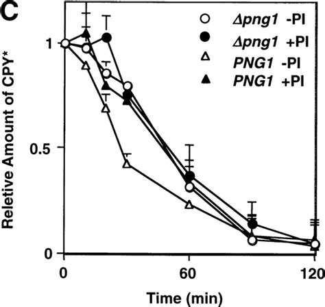 Effect Of Png1Δ On Cpy Degradation Radiolabeled Cpy Prepared As Download Scientific Diagram