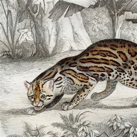 1855 Ocelot Original Litho From Histoire Naturelle Des Mammiferes