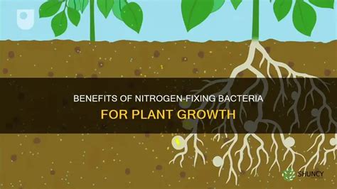 Benefits Of Nitrogen Fixing Bacteria For Plant Growth Shuncy