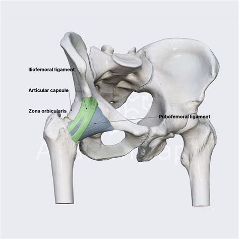 Hip Joint And Its Extracapsular Ligaments Anatomyapp