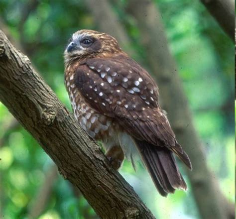 Bird Quiz Flashcards Quizlet