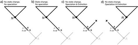 Revbayes Background On State Dependent Diversification Rate Estimation