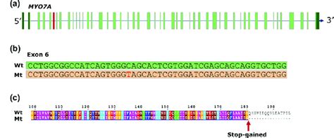 A Myo7a Gene Model The Location Of The Affected 6th Exon Is