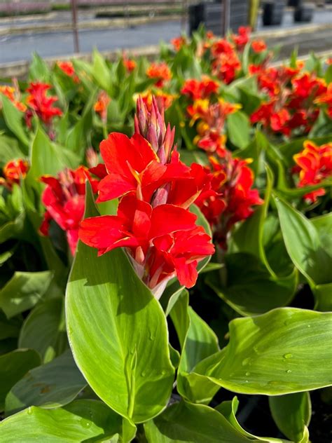 Canna Cannova 140mm Scotts Tubes