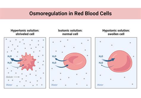 Red Blood Cells Microscope Hypertonic