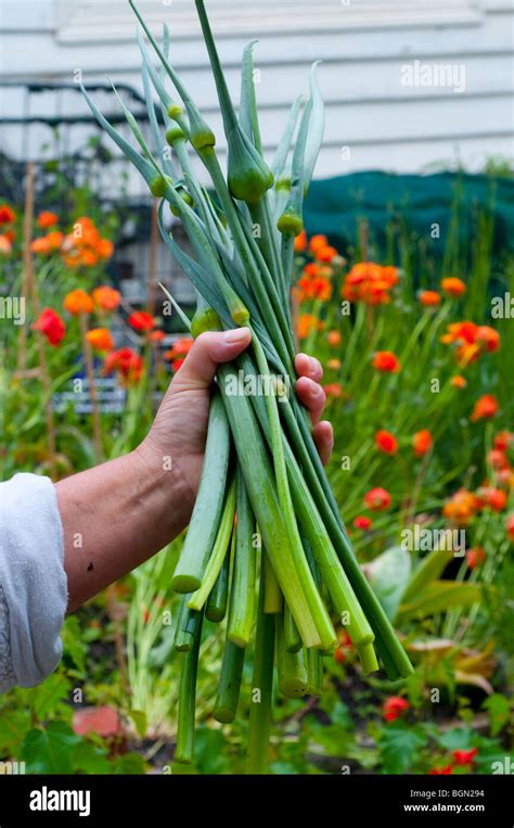 Edible Stems An Edible Raw Stems Of Asparagus Isolated On White