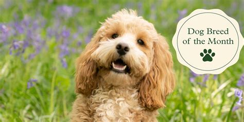 Cockapoos Health Issues Temperament And Personality