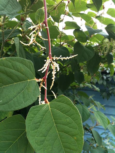 Advice On Japanese Knotweed Identification Artofit