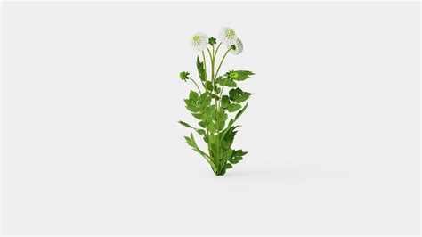 3d White Aster Turbosquid 2249236