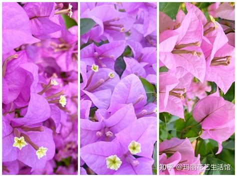 9种三角梅常见别名，你知道它们的由来吗？ 知乎