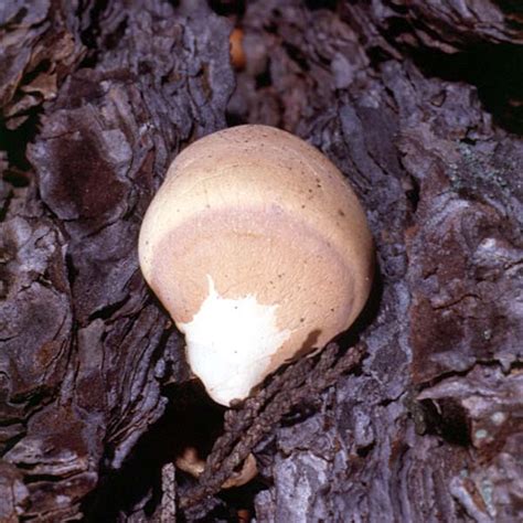 California Fungi Cryptoporus Volvatus
