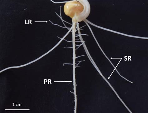 Root System Of A 7 Day Old Maize Seedling Showing A Primary Root Pr Download Scientific