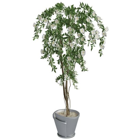 Ficus Benjamina 3d Model A23d