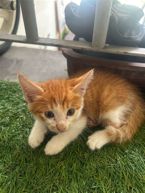 Domestic Short Hair Kittens Adopted 1 Year 1 Month Kitten From Kota