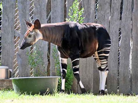 Okapia Johnstoni Okapi In Memphis Zoo