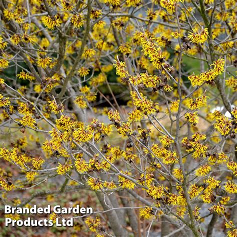 Hamamelis X Intermedia Westerstede Dobies
