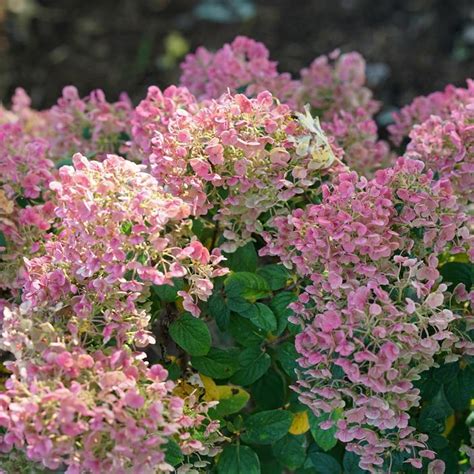 Tiny Quick Fire® Hydrangea Sooner Plant Farm