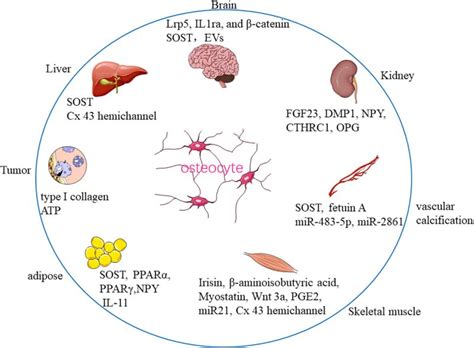 Kosheeka On Linkedin Dendrites Osteocyte Research Biochemically