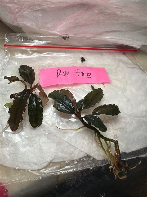 Bucephalandra Sp Per Rhizome Black Angel Diamond Lucifer Red Fire