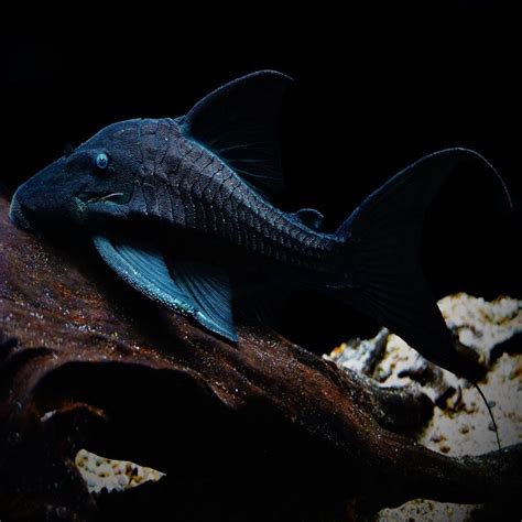 L191 Panaqolus Suttonorum Suttoni Blue Eyes Panaque 5 6 Cms