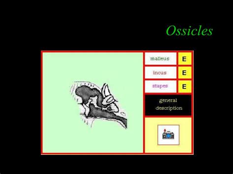 Ppt Tympanic Membrane Powerpoint Presentation Free Download Id3038672