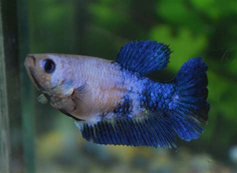 Betta Fish Afira Betta Hmpk 23 Aug 2012 Female Fancy