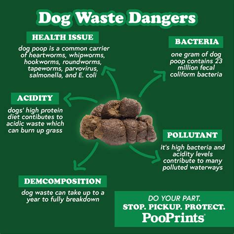 Hookworms In Dogs Poop
