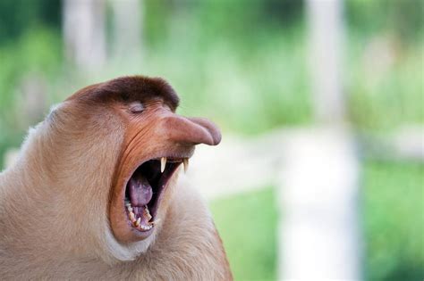 29 Funny Monkey Pictures That Will Make You Screech With Laughter