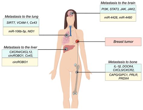 Selenium Cancer Metastasis At Michael Purdy Blog