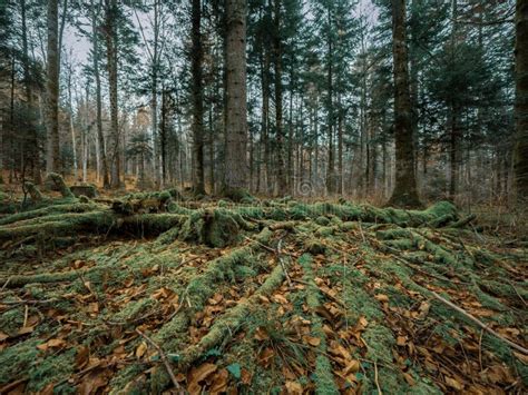 Moss Covered Branches Roots And Trees In A Swiss Alpine Forest Stock Image Image Of Alps