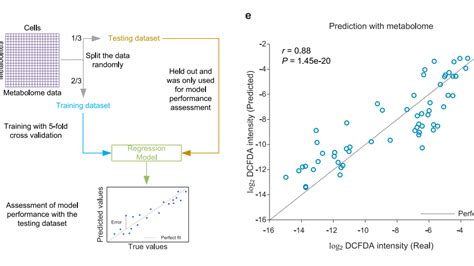 Integrative Single Cell Metabolomics And Phenotypic Profiling Reveals