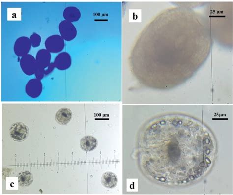 Comparative Study Among Lactophenol Blue Lactophenol Solution And