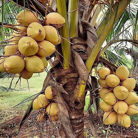 Malaysian Dwarf Coconut Tree Color Different Available At Best Price